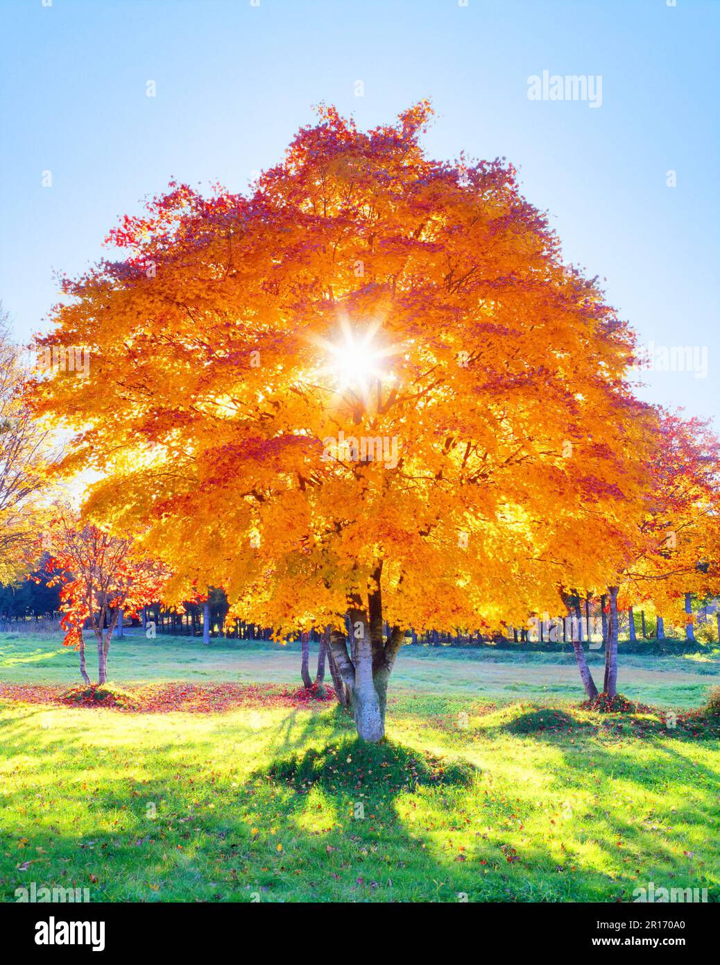 Sunlight filtering through maple hi-res stock photography and images ...