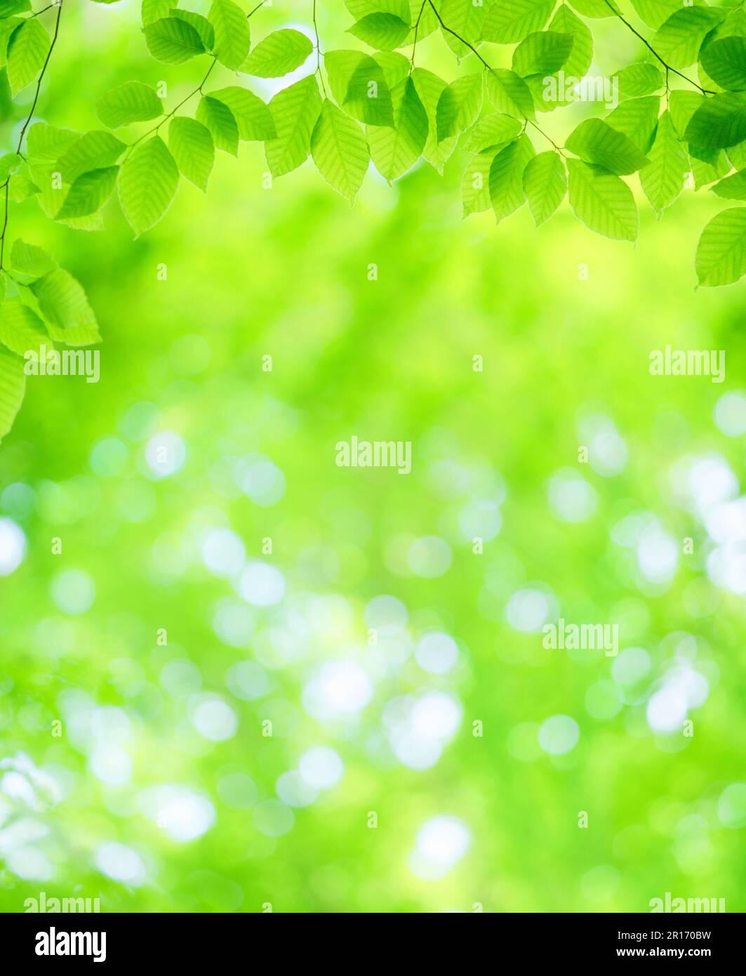 Fresh green leaves Stock Photo - Alamy