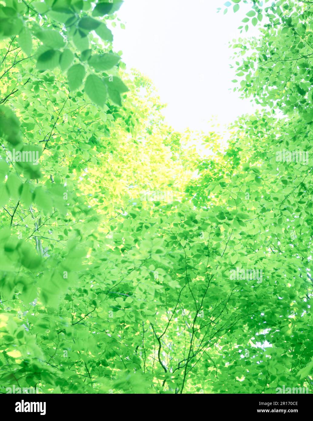 Japan buna forest hi-res stock photography and images - Alamy