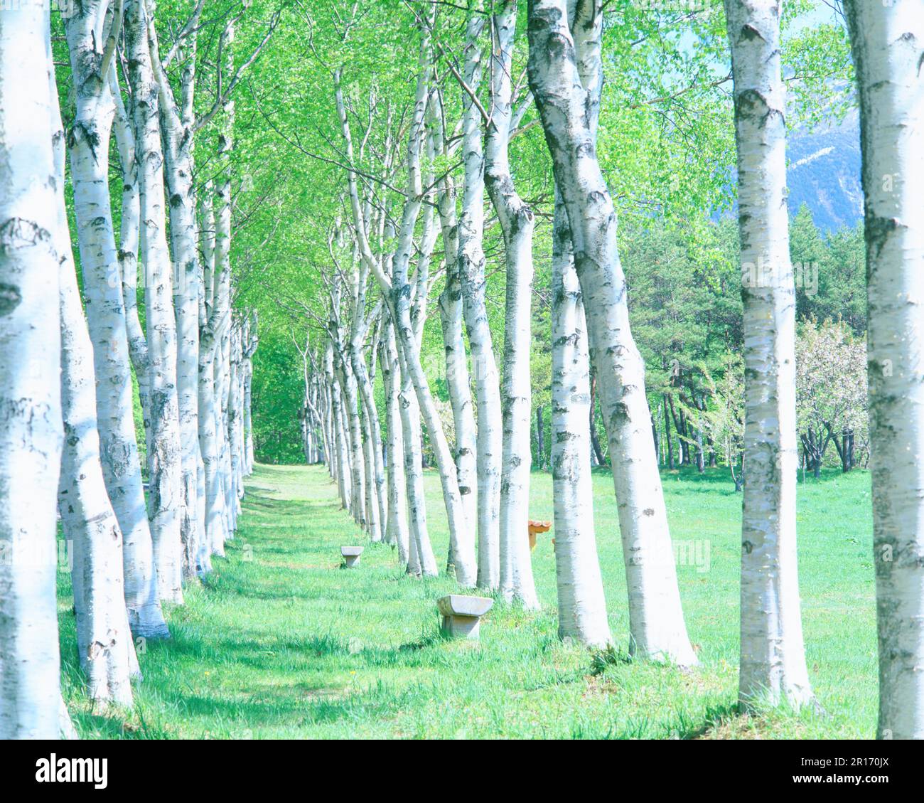 Fresh green leaves Stock Photo - Alamy