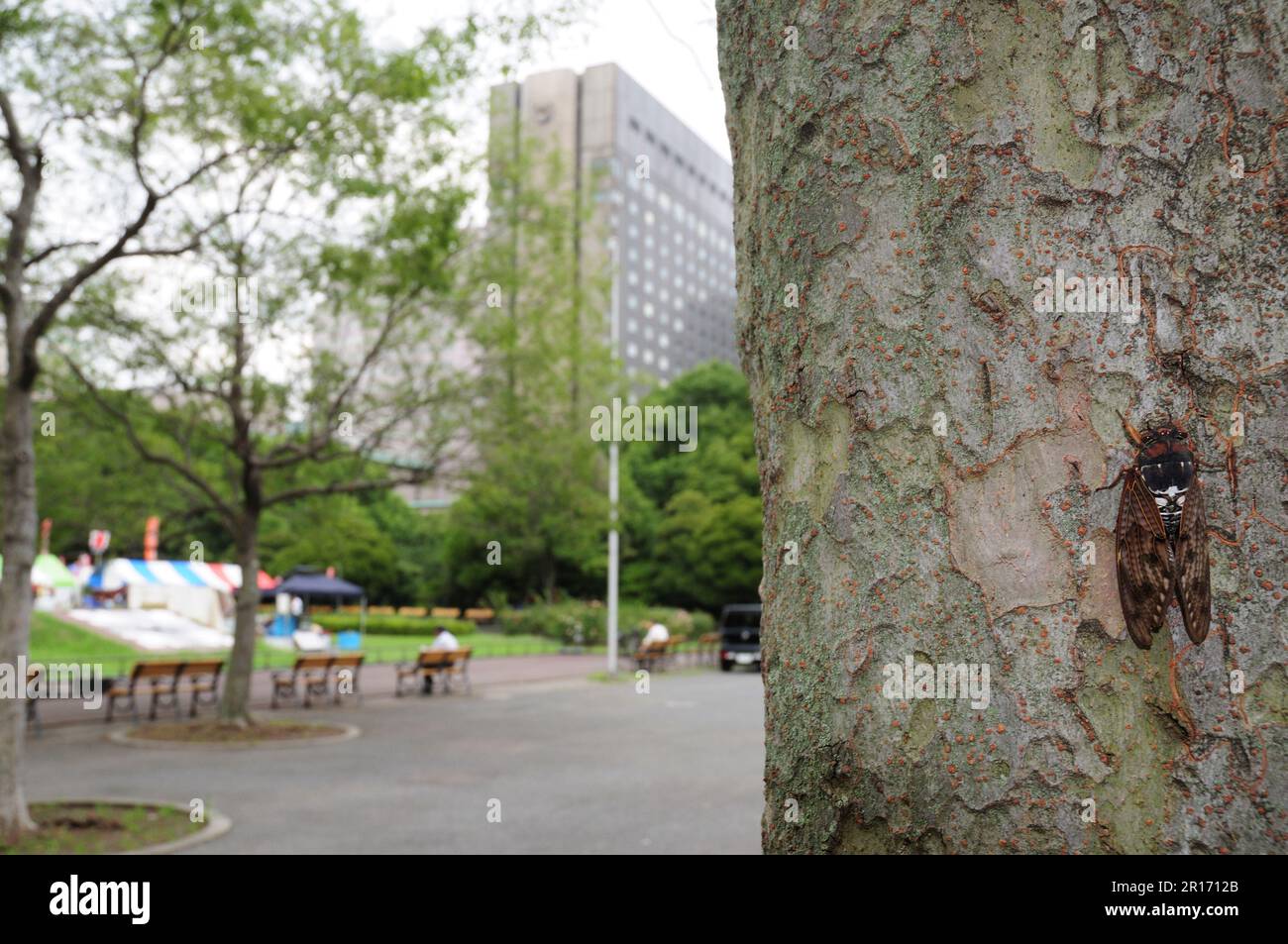 Cicada in Hibiya park Stock Photo - Alamy