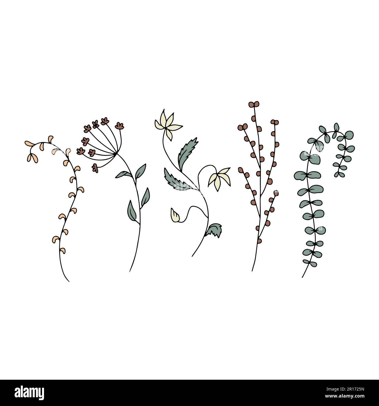 Hand drawn wild flowers illustrations set isolated on white background ...