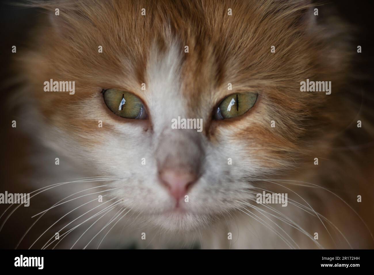 red Cat with kind blue eyes, Little kitten. Portrait cute ginger kitten ...