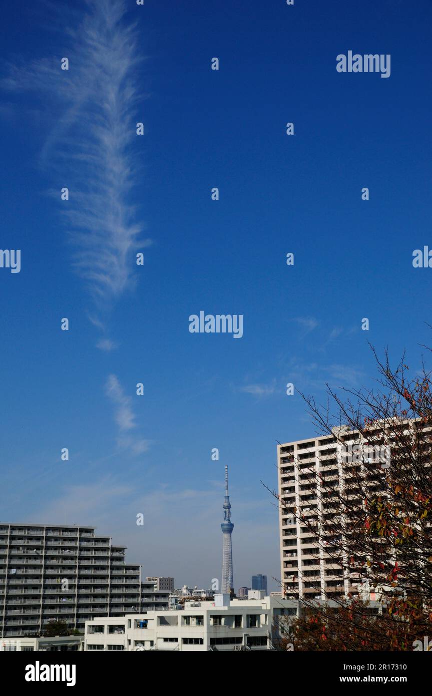 Oshima komatsugawa park and Tokyo sky tree Stock Photo - Alamy