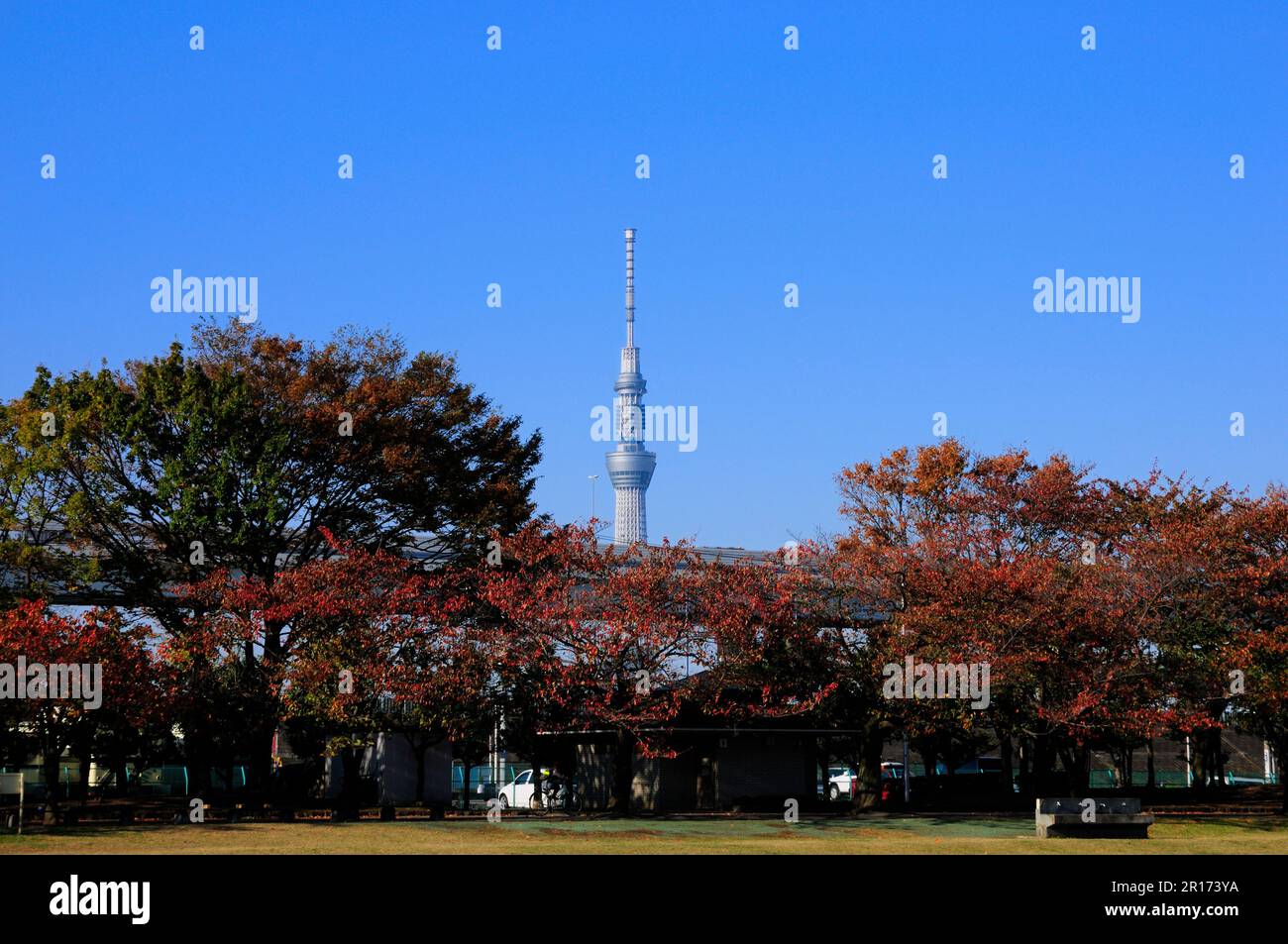 Shin-Koiwa park and Tokyo sky tree Stock Photo - Alamy