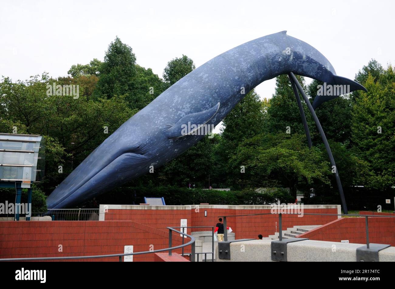 The whale model of the National Science Museum Stock Photo - Alamy