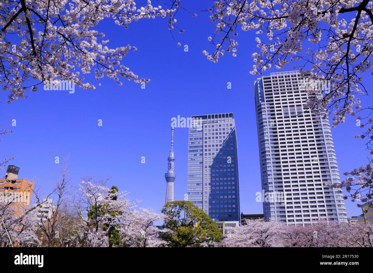 The Kinshi Park and the Tokyo sky tree Stock Photo - Alamy