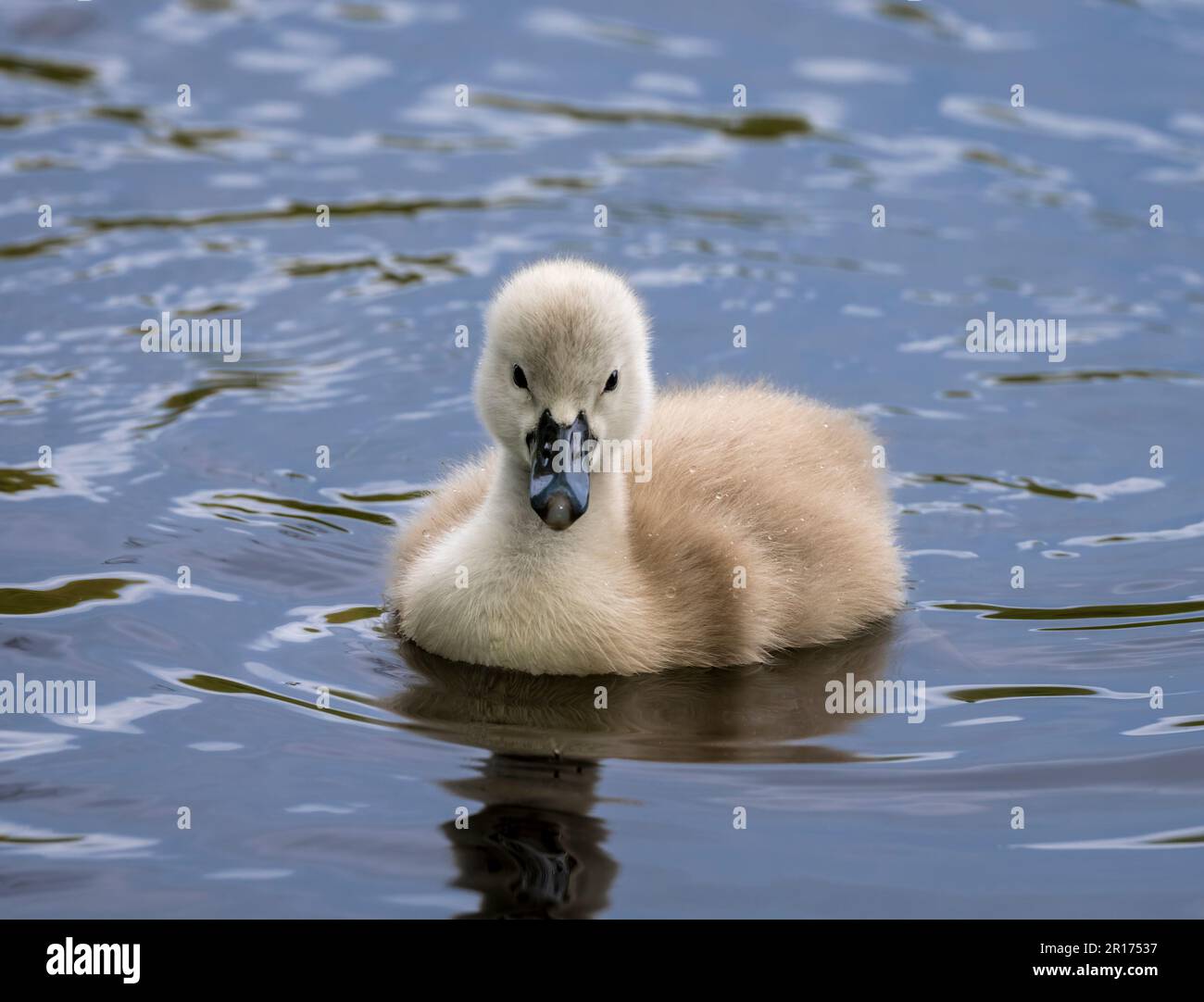 A Mute Swan cygnet, (Cygnus olor), looking at the camera Stock Photo ...