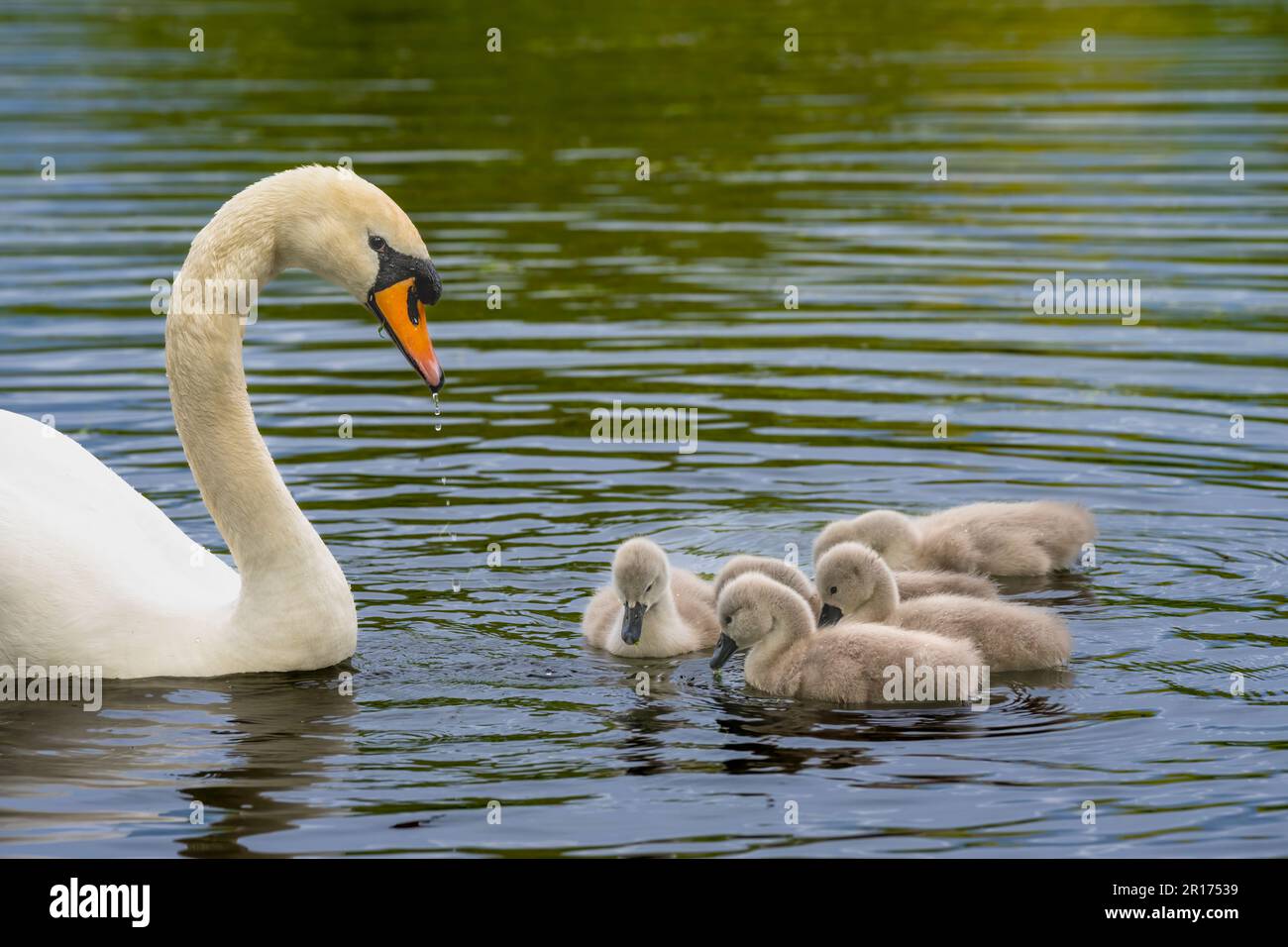 A Mute Swan, (Cygnus olor), tends her brood of 5 cygnets Stock Photo - Alamy