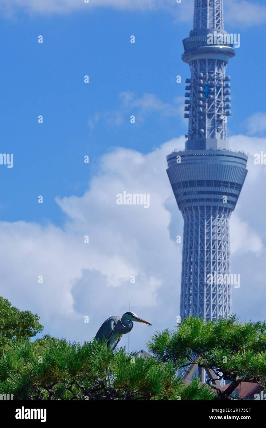 Grey sky tokyo hi-res stock photography and images - Alamy