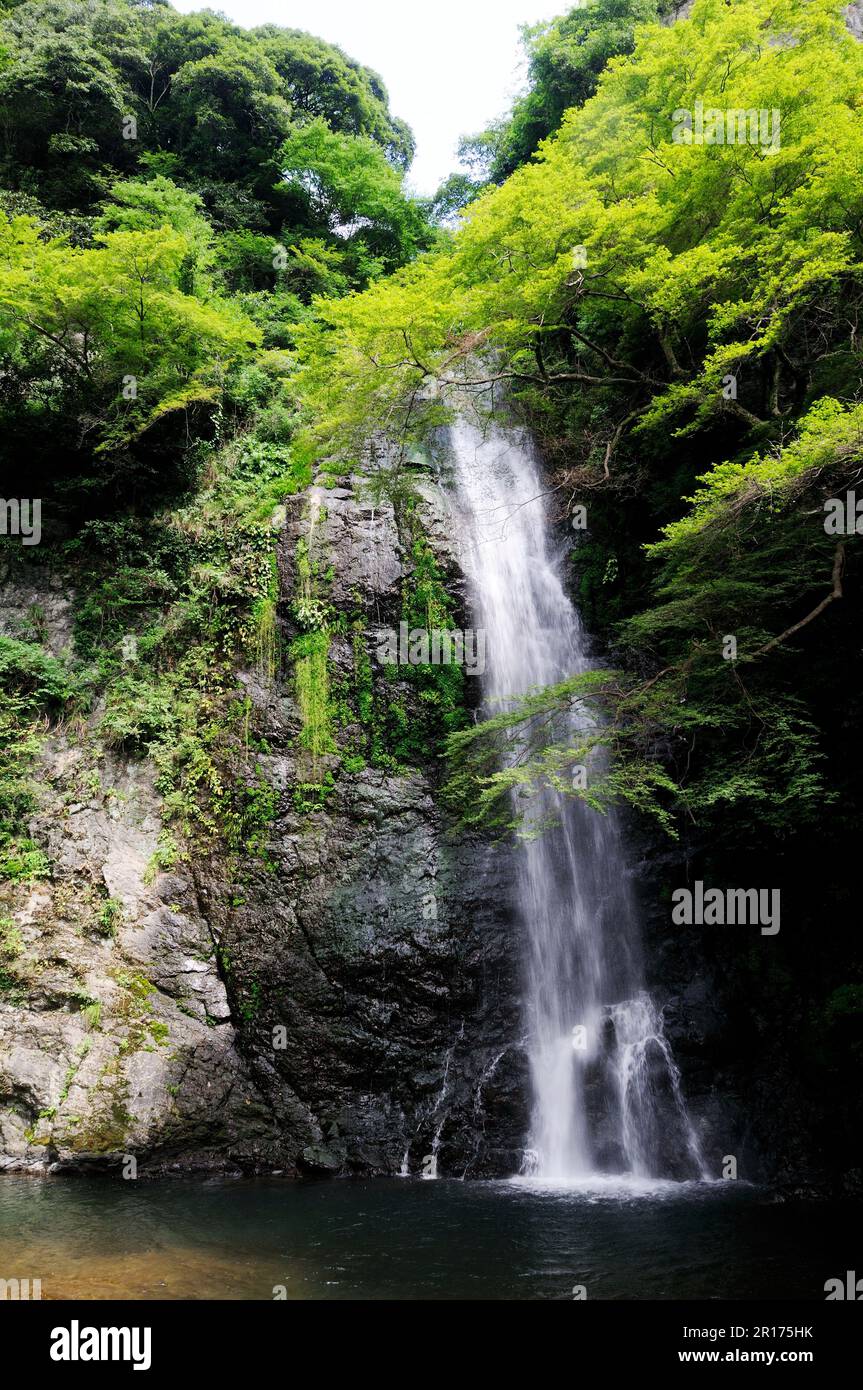 Landscape of the fresh green Minoo waterfall Stock Photo - Alamy