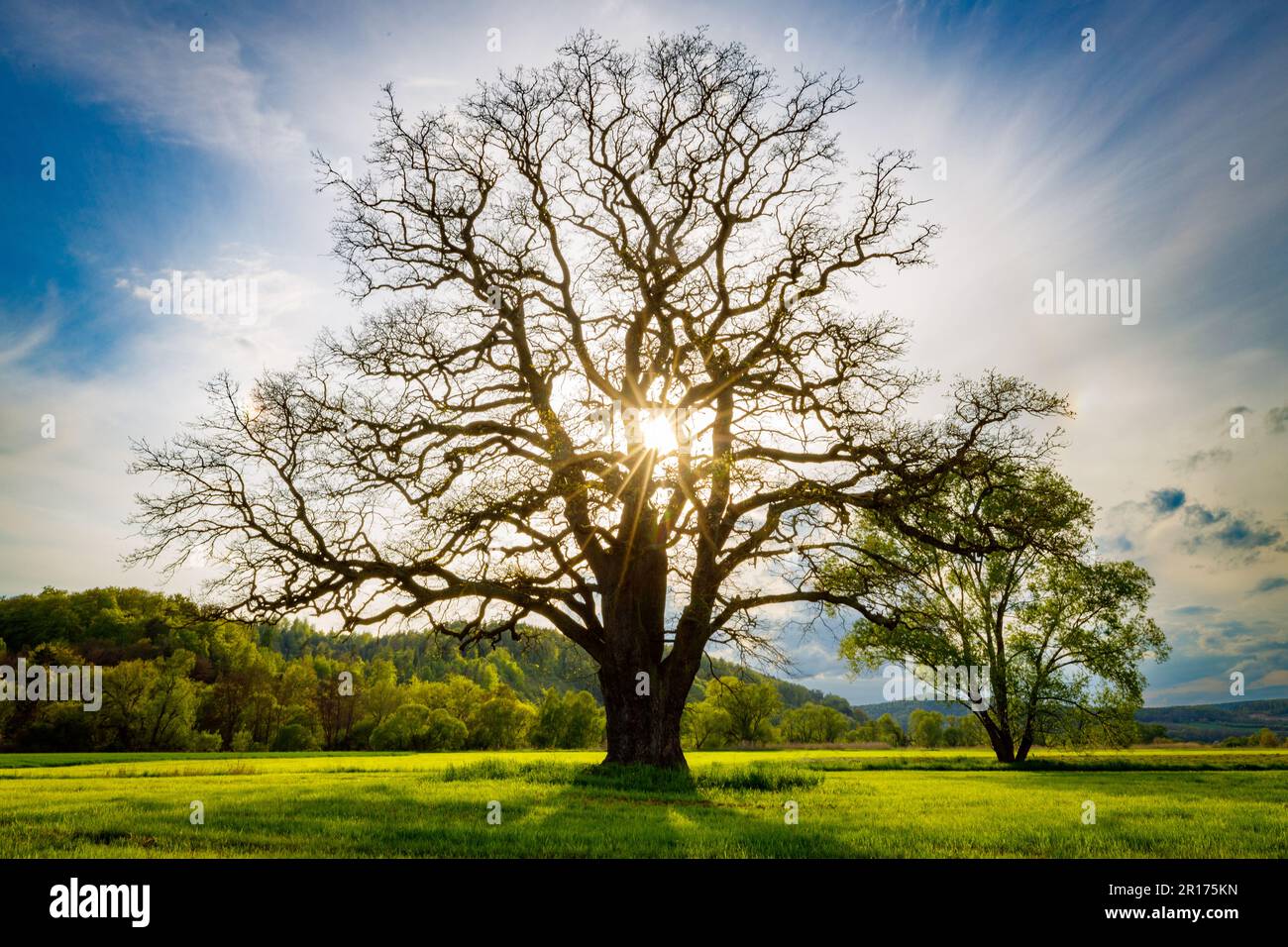 Old Oak Tree in the spring Stock Photo - Alamy
