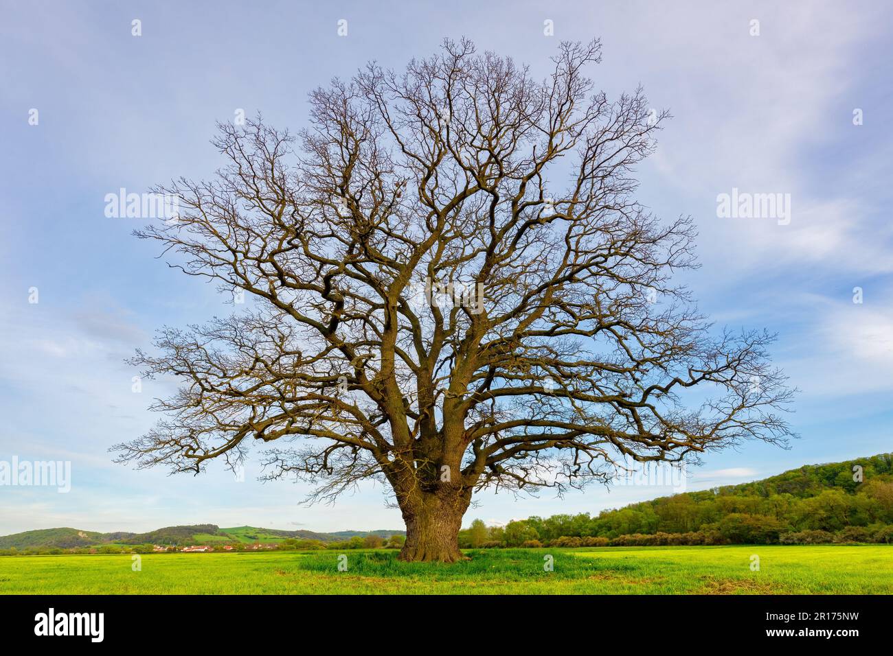 Old Oak Tree in the spring Stock Photo - Alamy