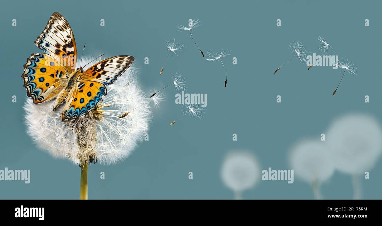 White dandelion and butterfly closeup with seeds blowing away in the ...