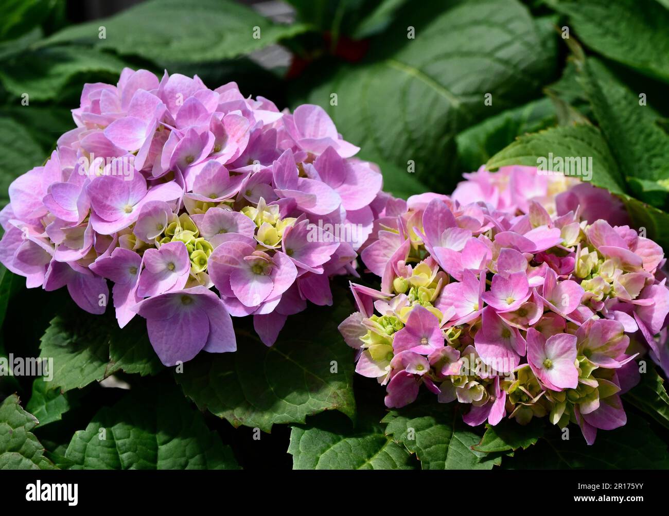 Penny flower hi-res stock photography and images - Alamy
