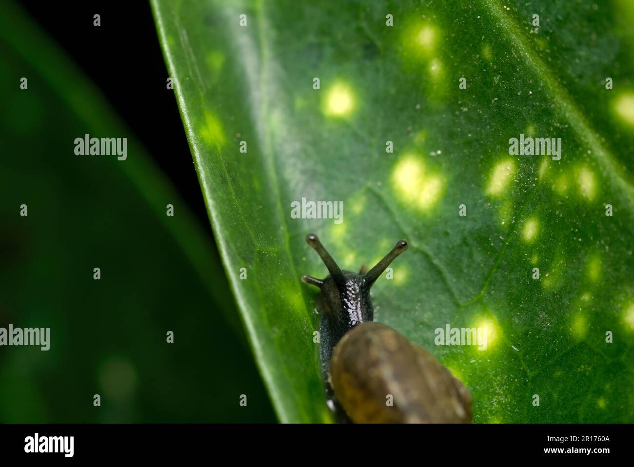 The gastropods hi-res stock photography and images - Alamy