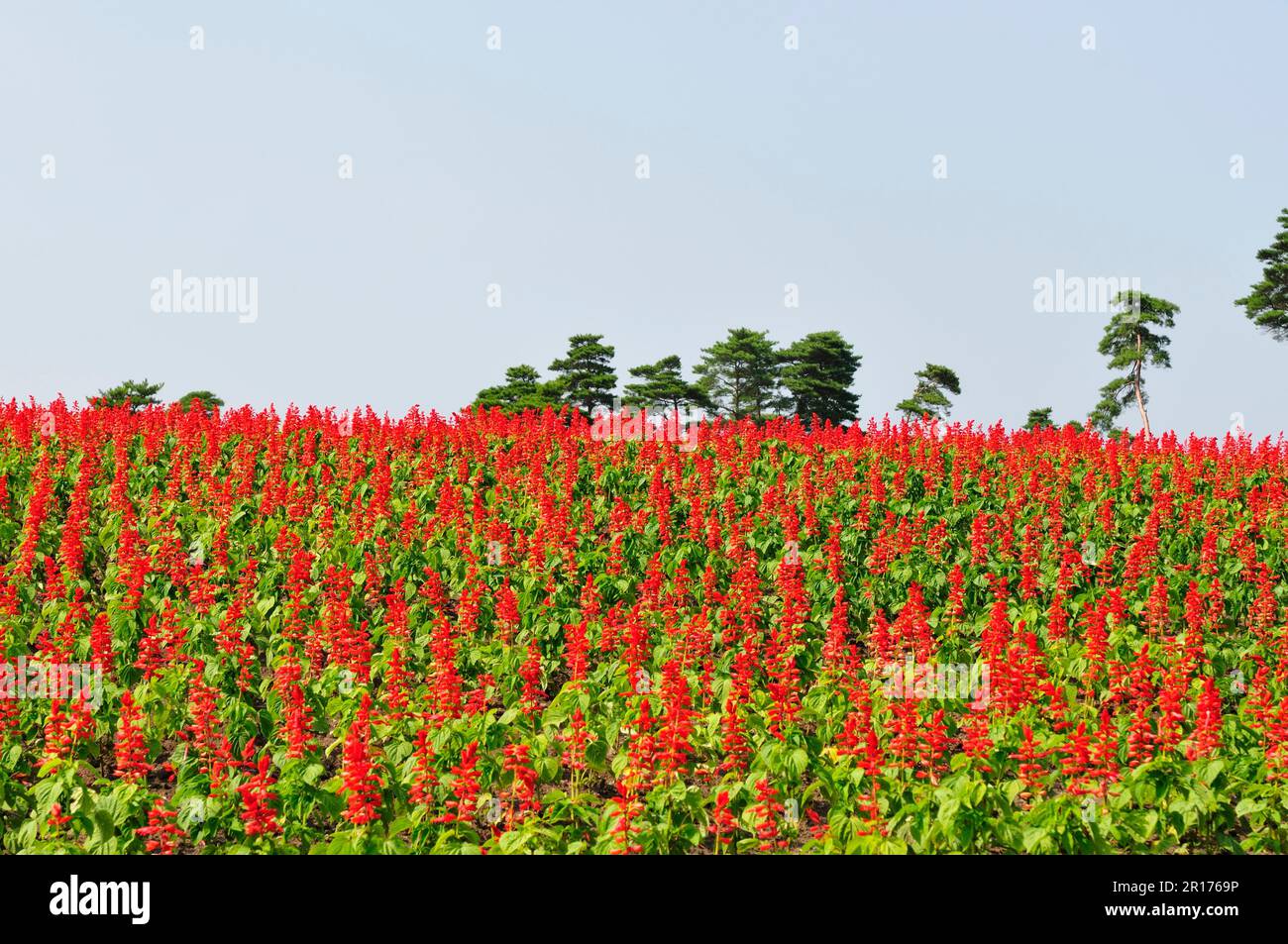 Tottorihanakairou, Flower Hill with Salvia flowers in the park Stock ...