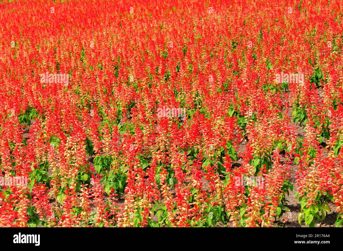 Tottorihanakairou, Flower Hill with Salvia flowers in the park Stock ...