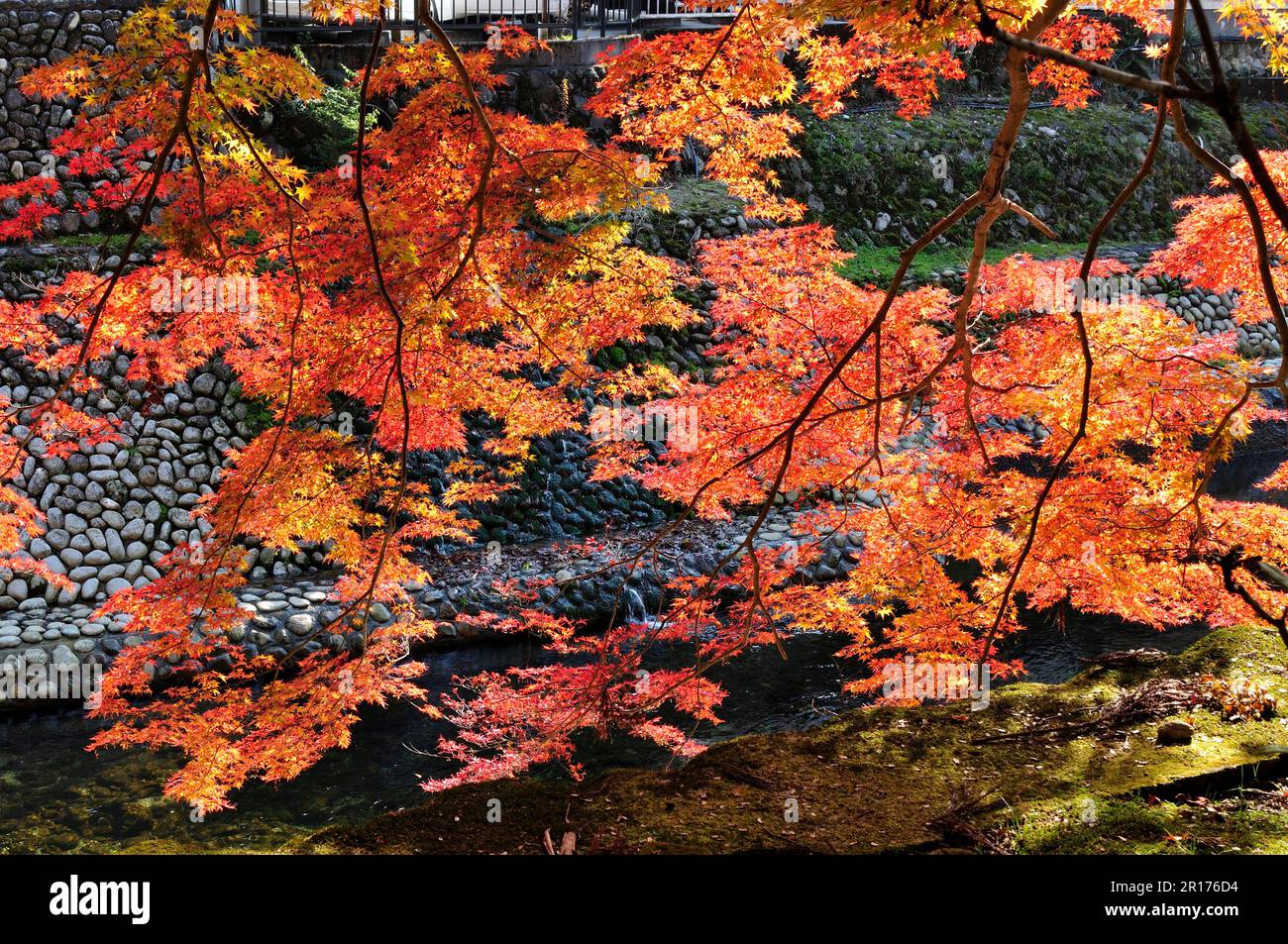 Maple of Nara Yamatoji, crimson foliage Muroji temple precinct Stock ...