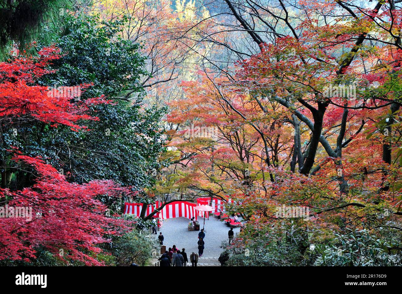 Maple of Nara Yamatoji, crimson foliage Muroji temple precinct Stock ...