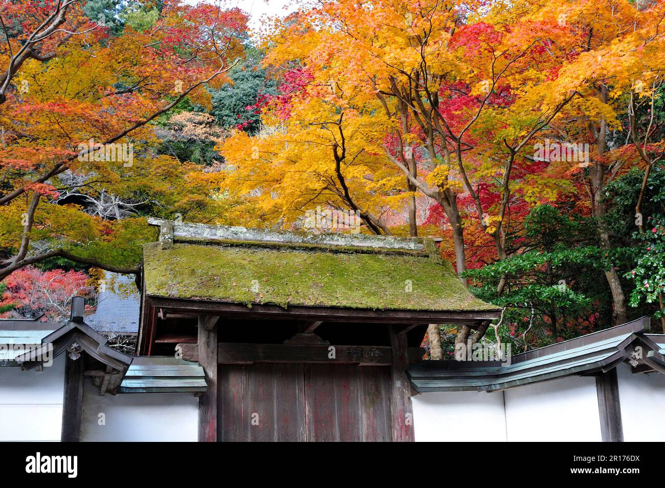 Maple of Nara Yamatoji, crimson foliage Muroji temple precinct Stock ...