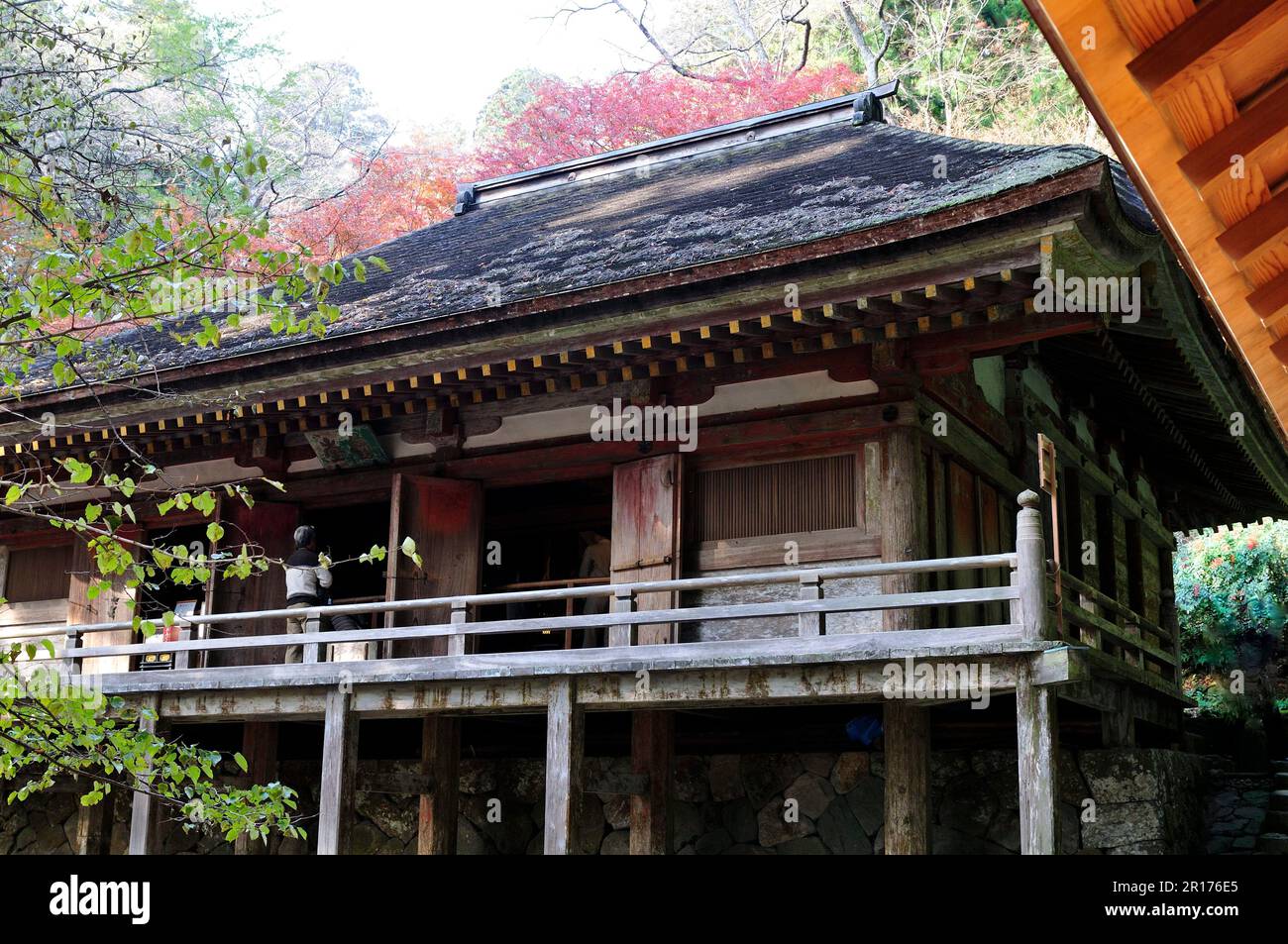 Maple of Nara Yamatoji, crimson foliage Muroji temple main hall Stock ...