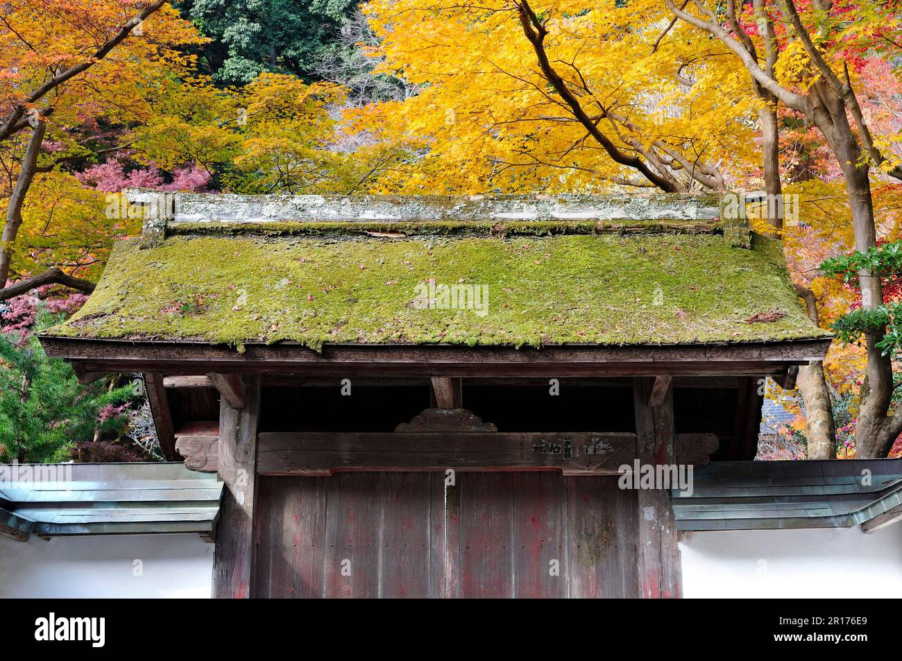 Maple of Nara Yamatoji, crimson foliage Muroji temple precinct Stock ...