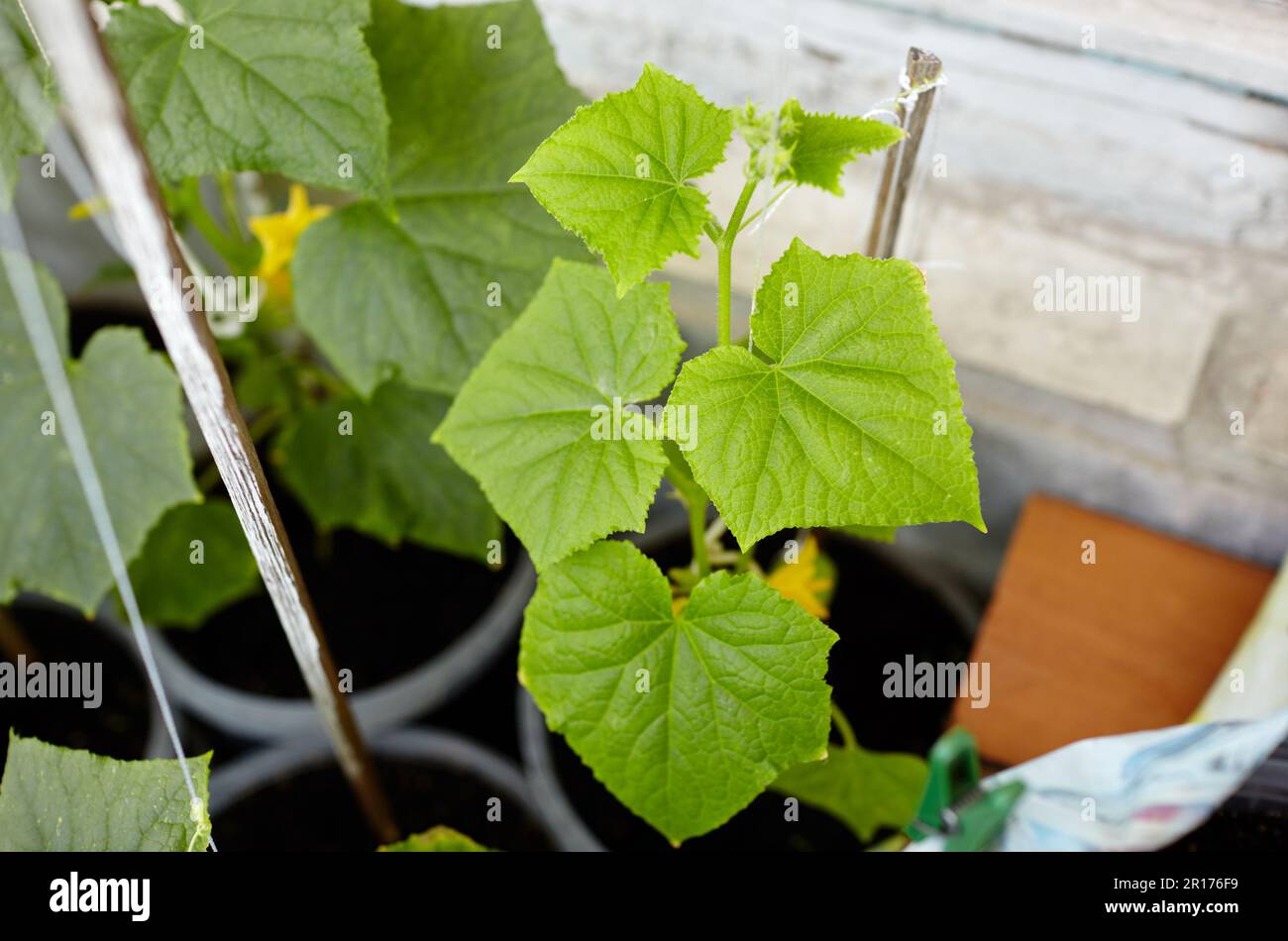 Natural cucumber grows in a greenhouse. Growing fresh vegetables in a ...