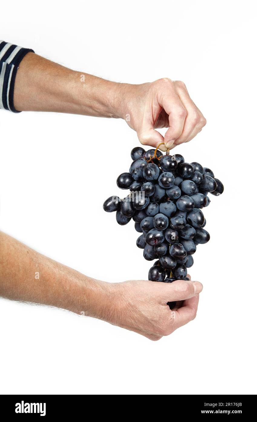 Men's hand holding a bunch of grapes isolated white background. Branch of ripe blue grape, space ...