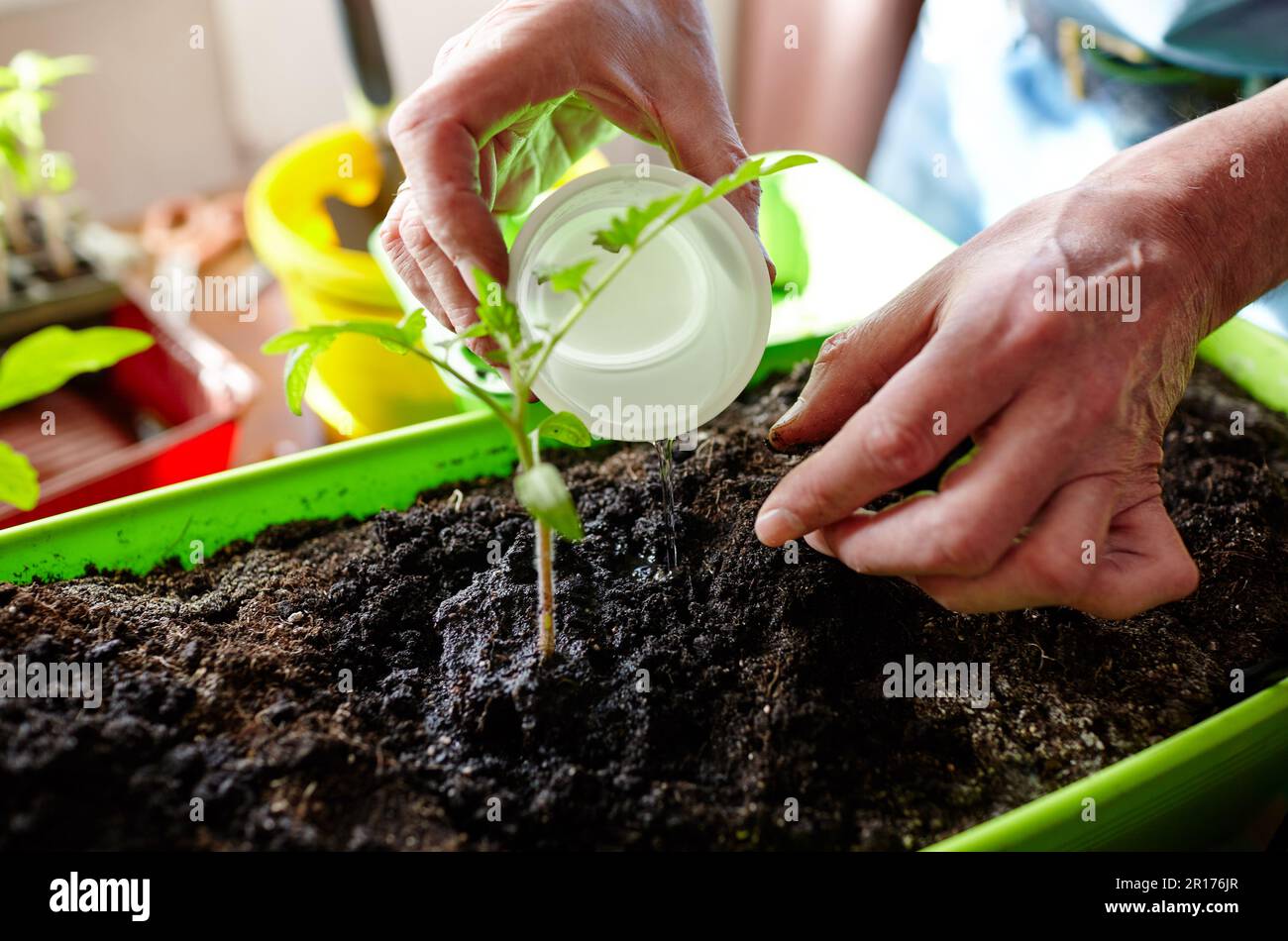 Old man gardening in home greenhouse. Men's hands planting tomato ...