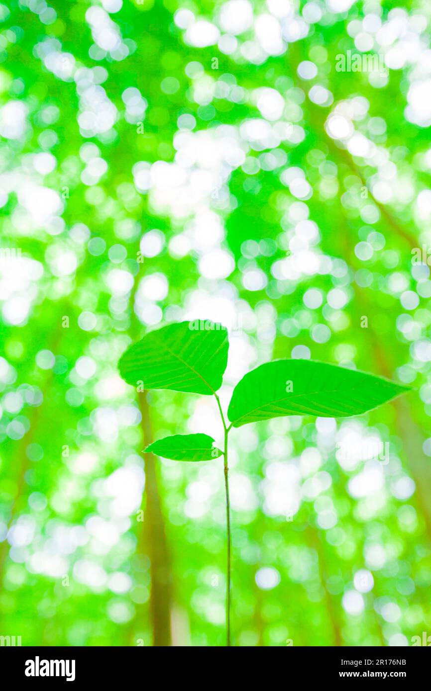 Young beech trees hi-res stock photography and images - Alamy