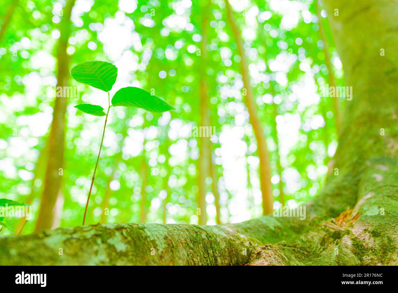 Young beech trees hi-res stock photography and images - Alamy