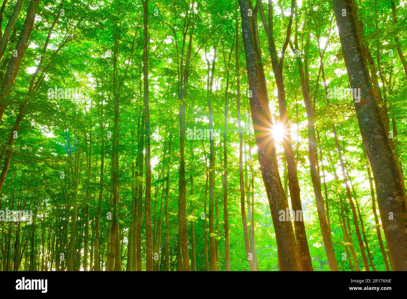 Beech forest and sun Stock Photo - Alamy