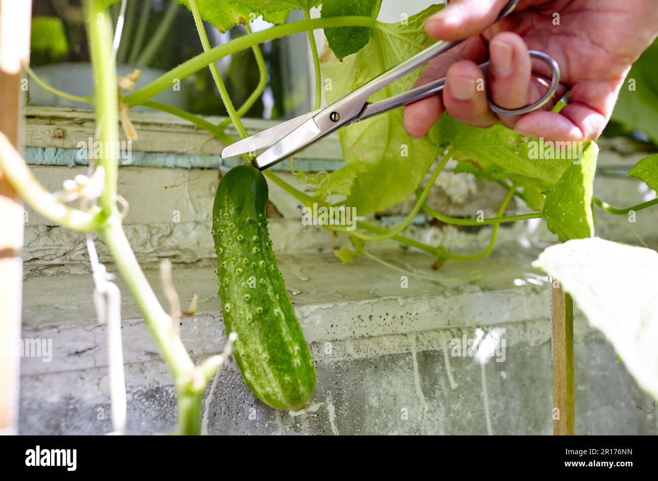 Men's hands harvests cuts the cucumber with scissors. Farmer man ...