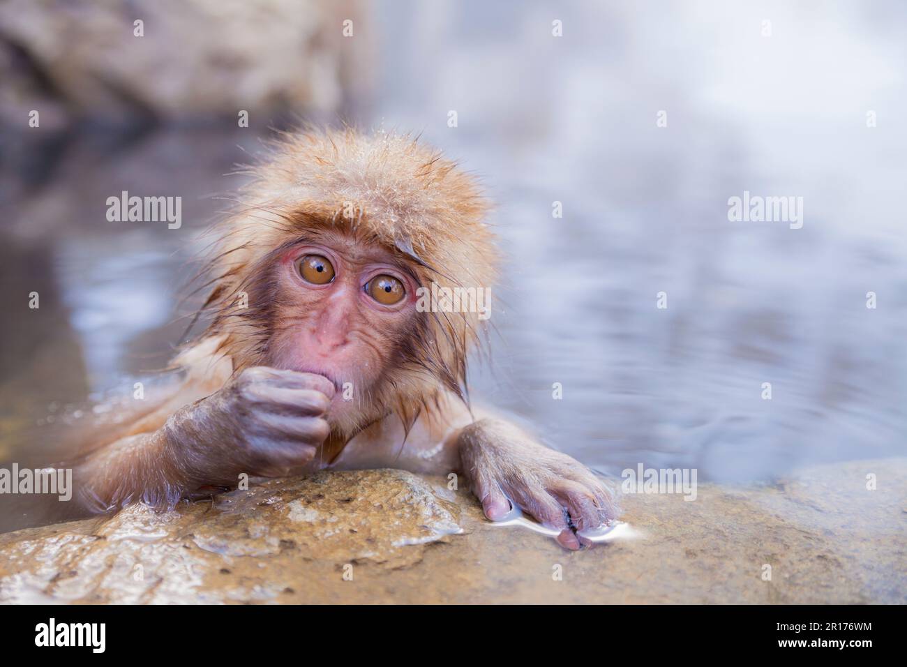 Japanese macaques enjoying hot spring bath Stock Photo - Alamy Japanese macaques enjoying hot spring bath Stock Photo - Alamy