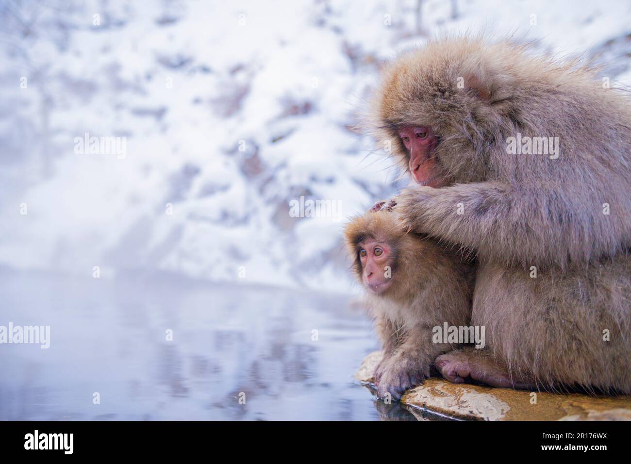Monkeyese monkey hi-res stock photography and images - Alamy