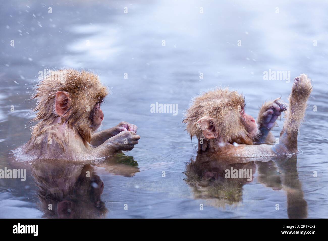 Japanese macaques enjoying hot spring bath Stock Photo - Alamy Japanese macaques enjoying hot spring bath Stock Photo - Alamy
