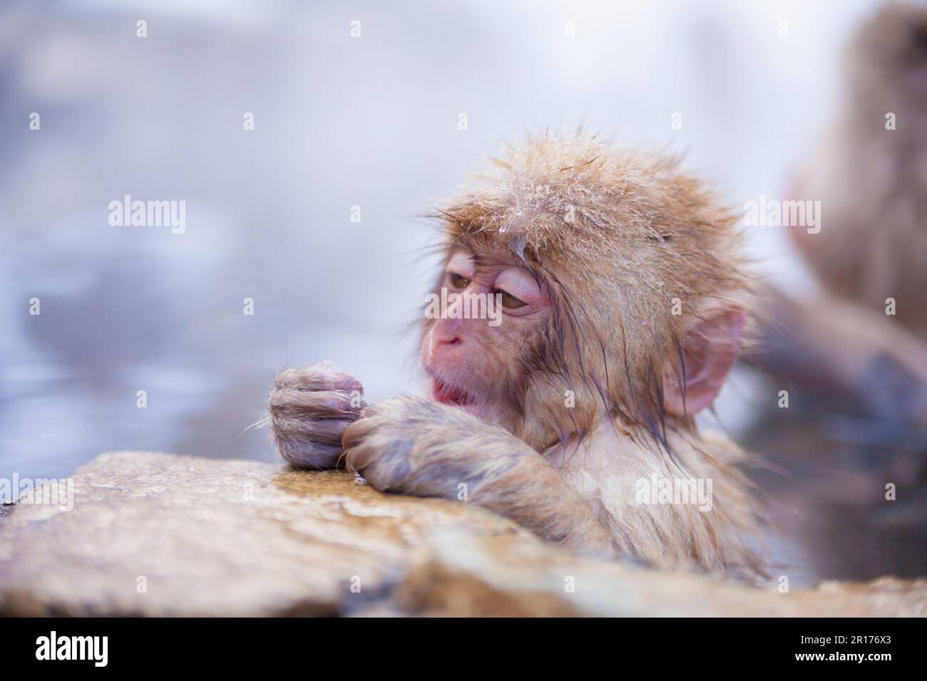 Japanese macaques enjoying hot spring bath Stock Photo - Alamy Japanese macaques enjoying hot spring bath Stock Photo - Alamy