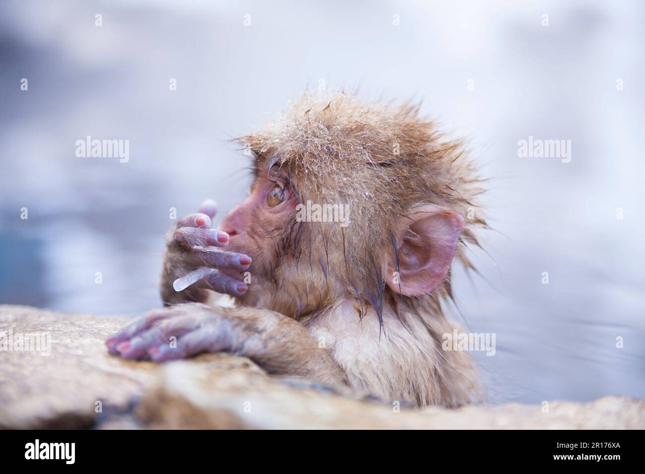 Japanese macaques enjoying hot spring bath Stock Photo - Alamy Japanese macaques enjoying hot spring bath Stock Photo - Alamy