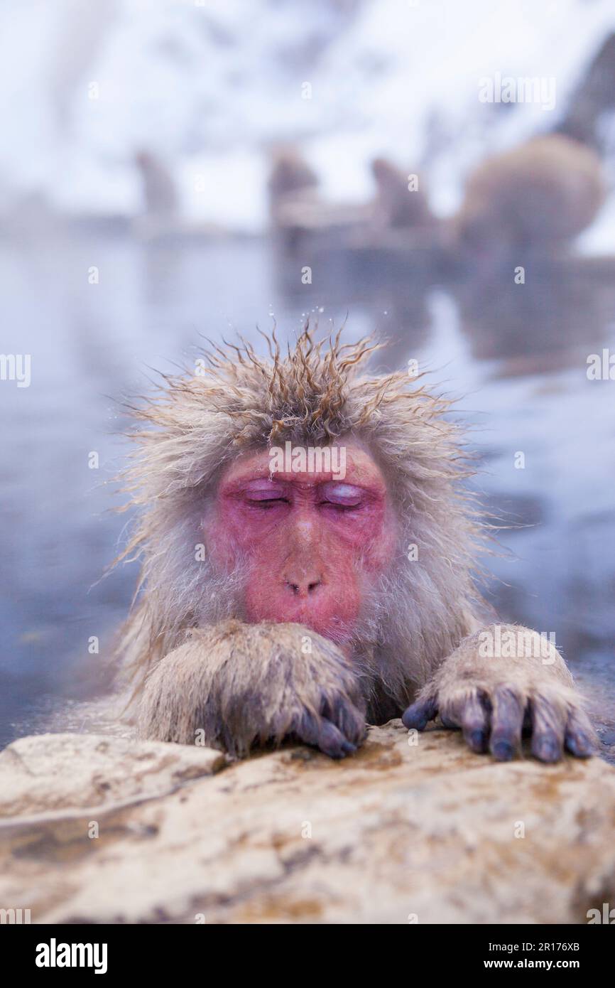 Japanese macaques enjoying hot spring bath Stock Photo - Alamy Japanese macaques enjoying hot spring bath Stock Photo - Alamy