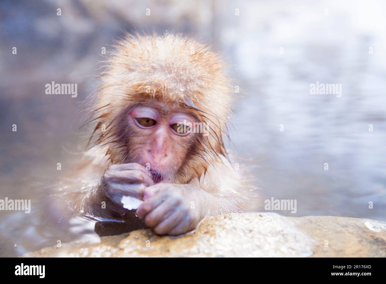 Japanese macaques enjoying hot spring bath Stock Photo - Alamy Japanese macaques enjoying hot spring bath Stock Photo - Alamy