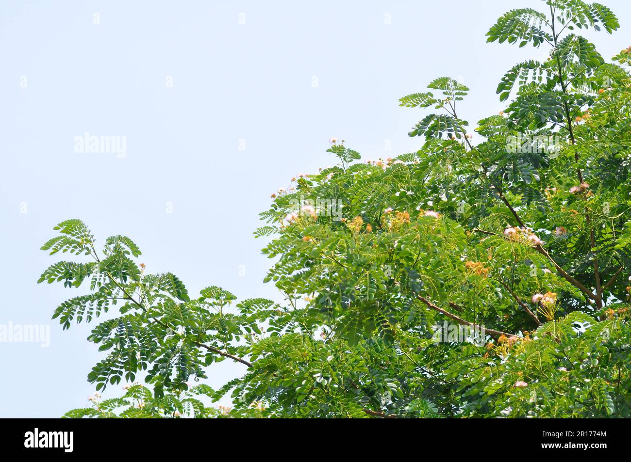 Rain tree or Samanea saman, LEGUMINOSAE MIMOSOIDEAE and sky background ...