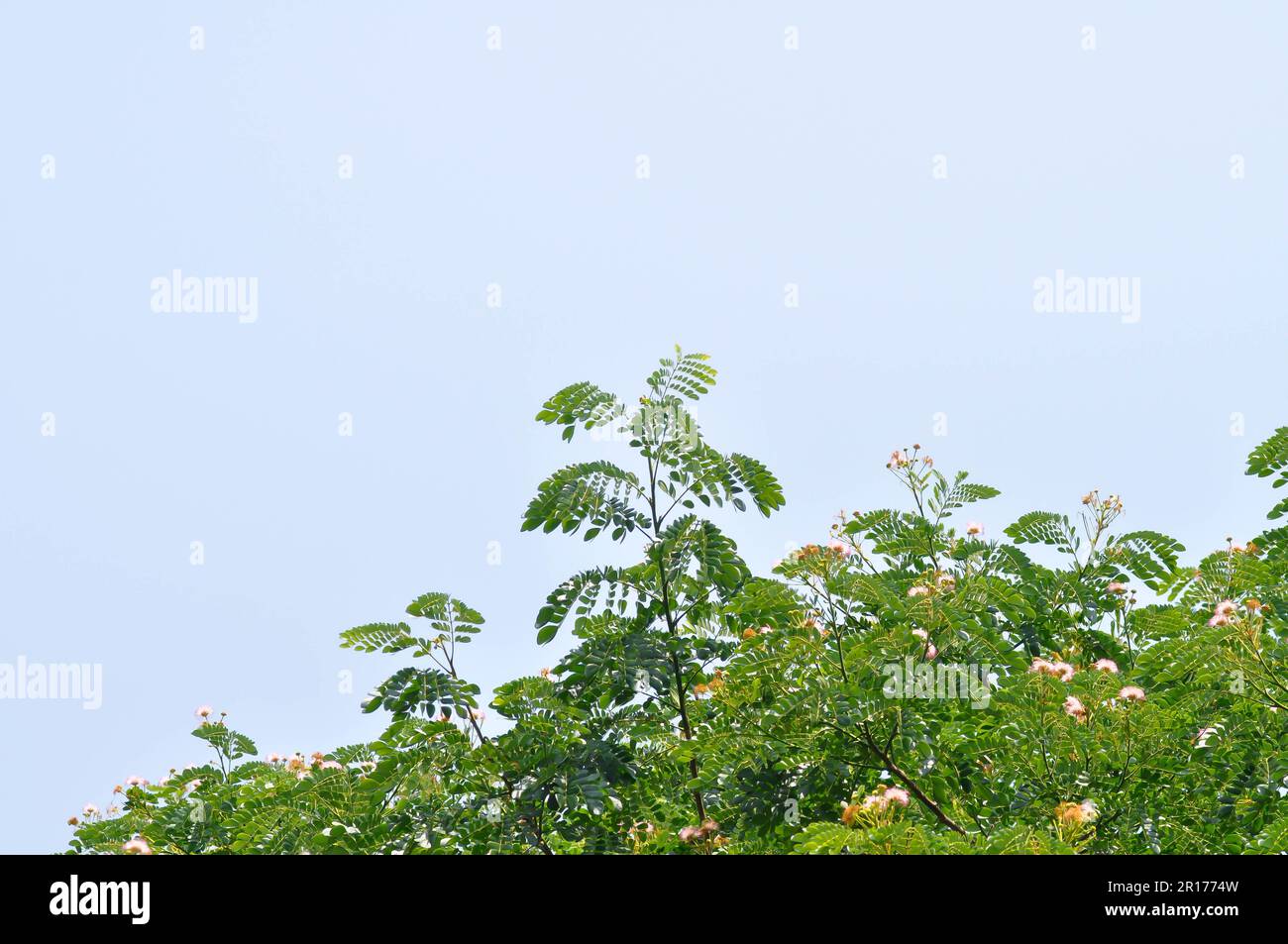 Rain tree or Samanea saman, LEGUMINOSAE MIMOSOIDEAE and sky background ...