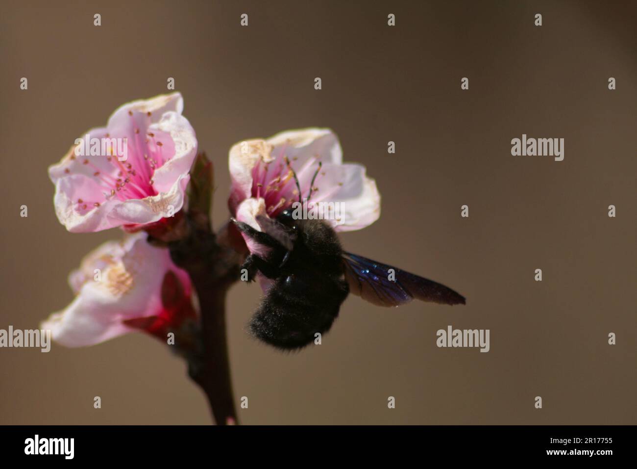 Bee pollinating a tall flower hi-res stock photography and images - Alamy