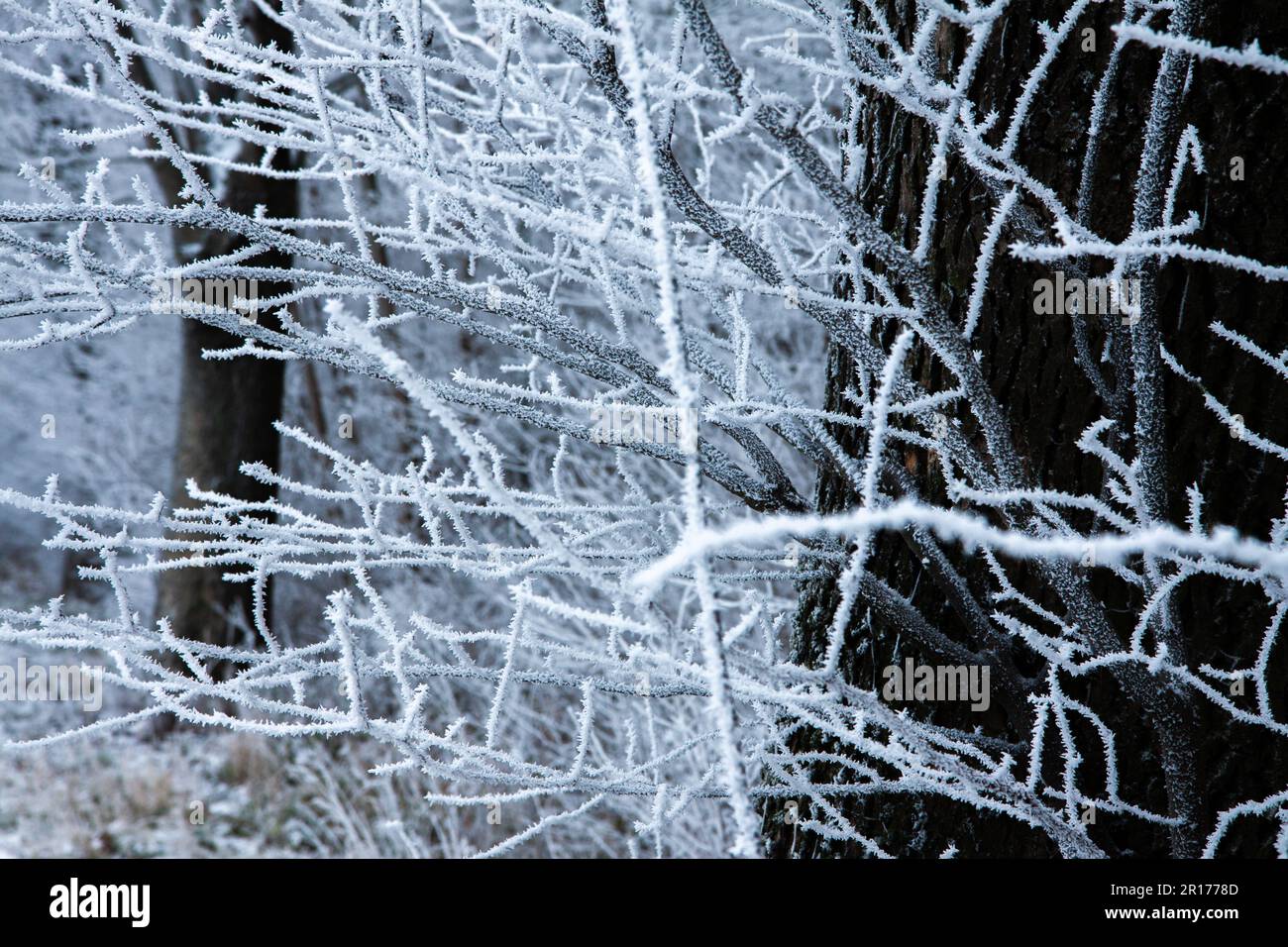 A tranquil winter scene in a snowy forest, featuring tall trees with ice-coated branches ...