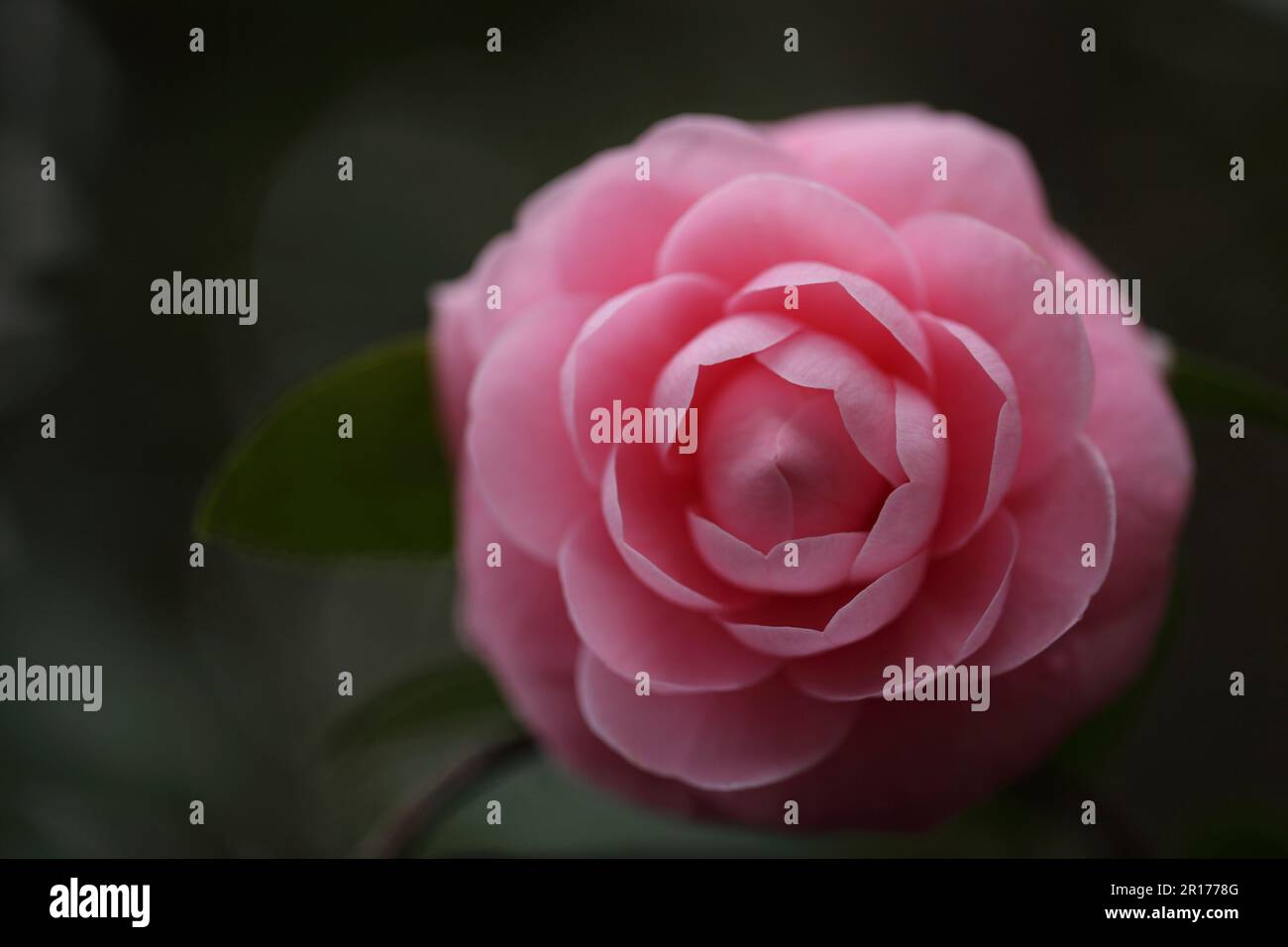 Camellia season hi-res stock photography and images - Alamy