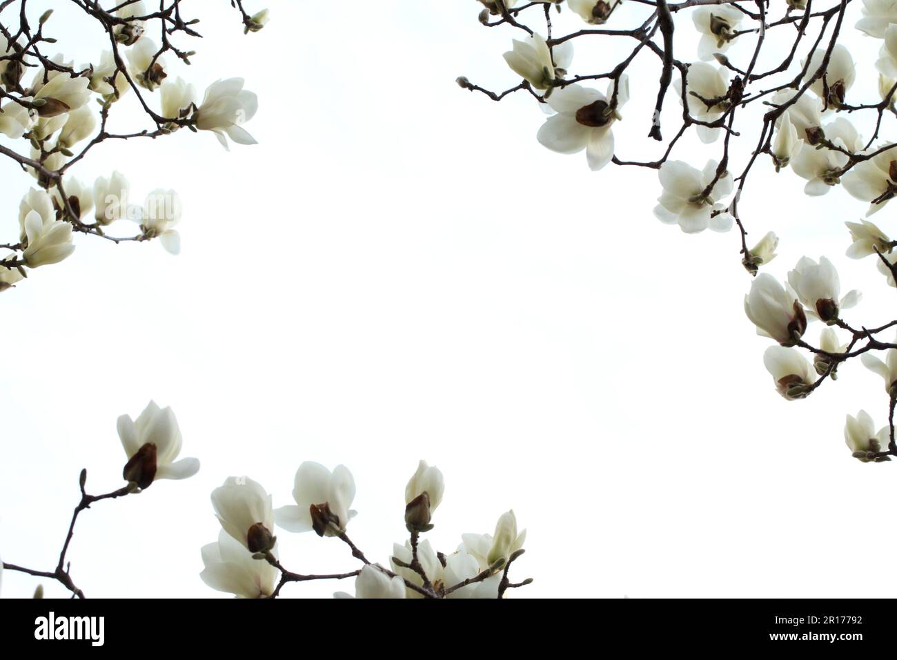 Magnolia liliiflora japan hi-res stock photography and images - Alamy