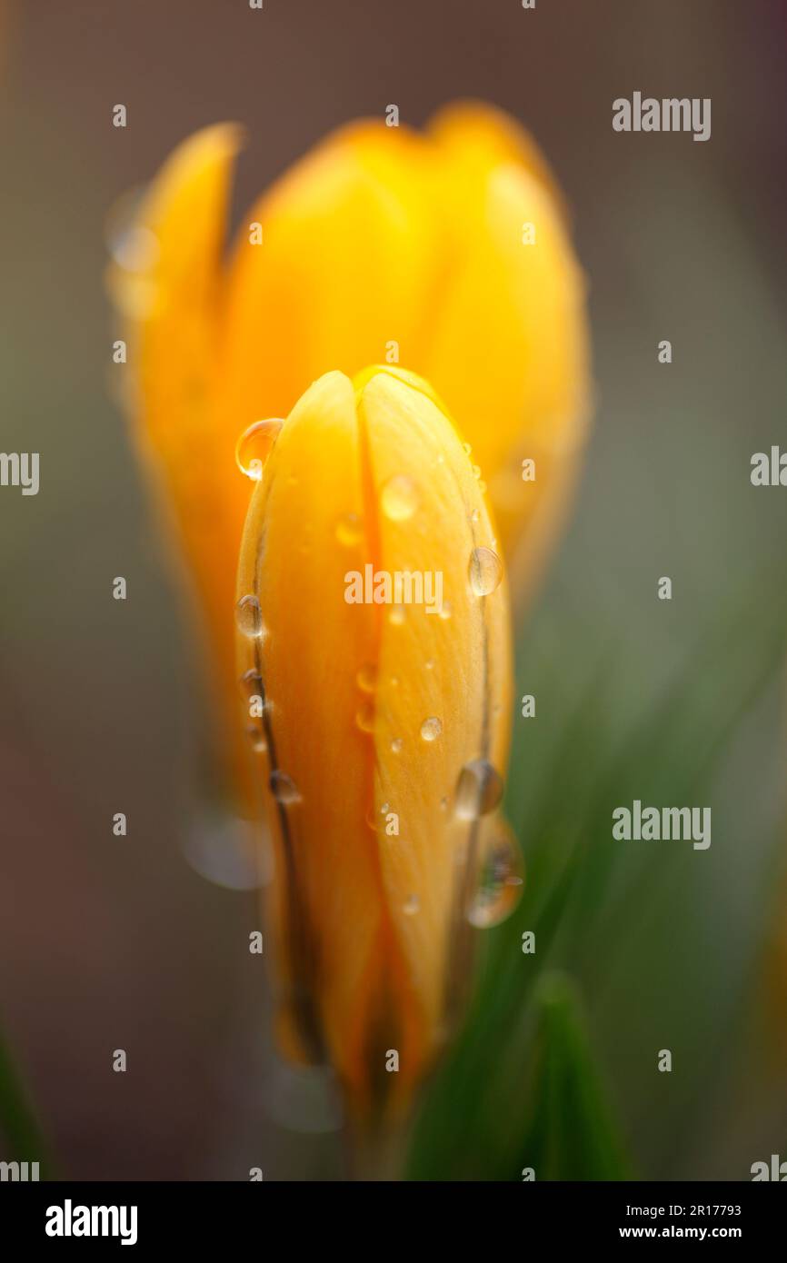 Japan spring flower crocus hi-res stock photography and images - Alamy