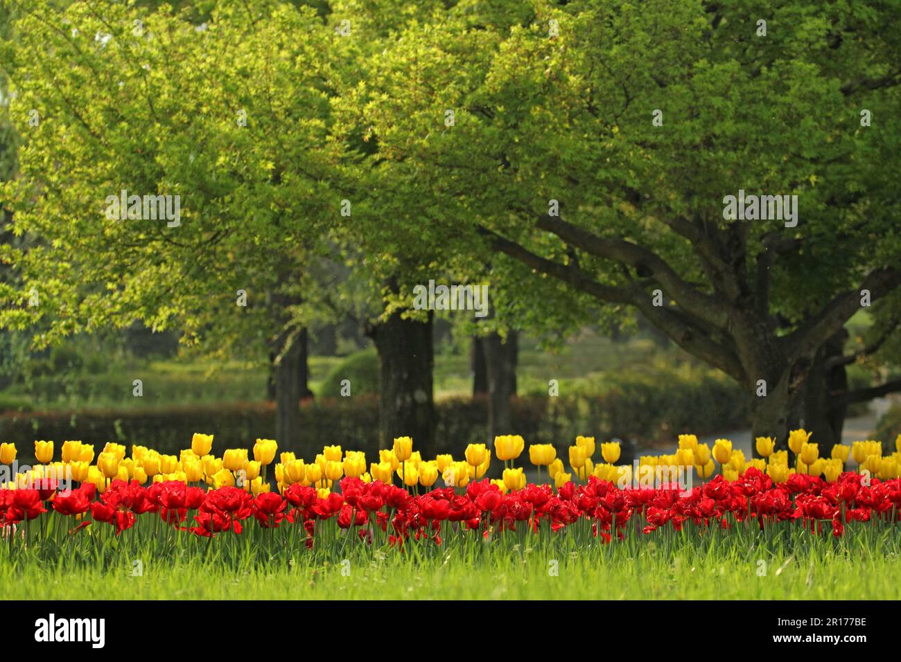Tulip grove hi-res stock photography and images - Alamy