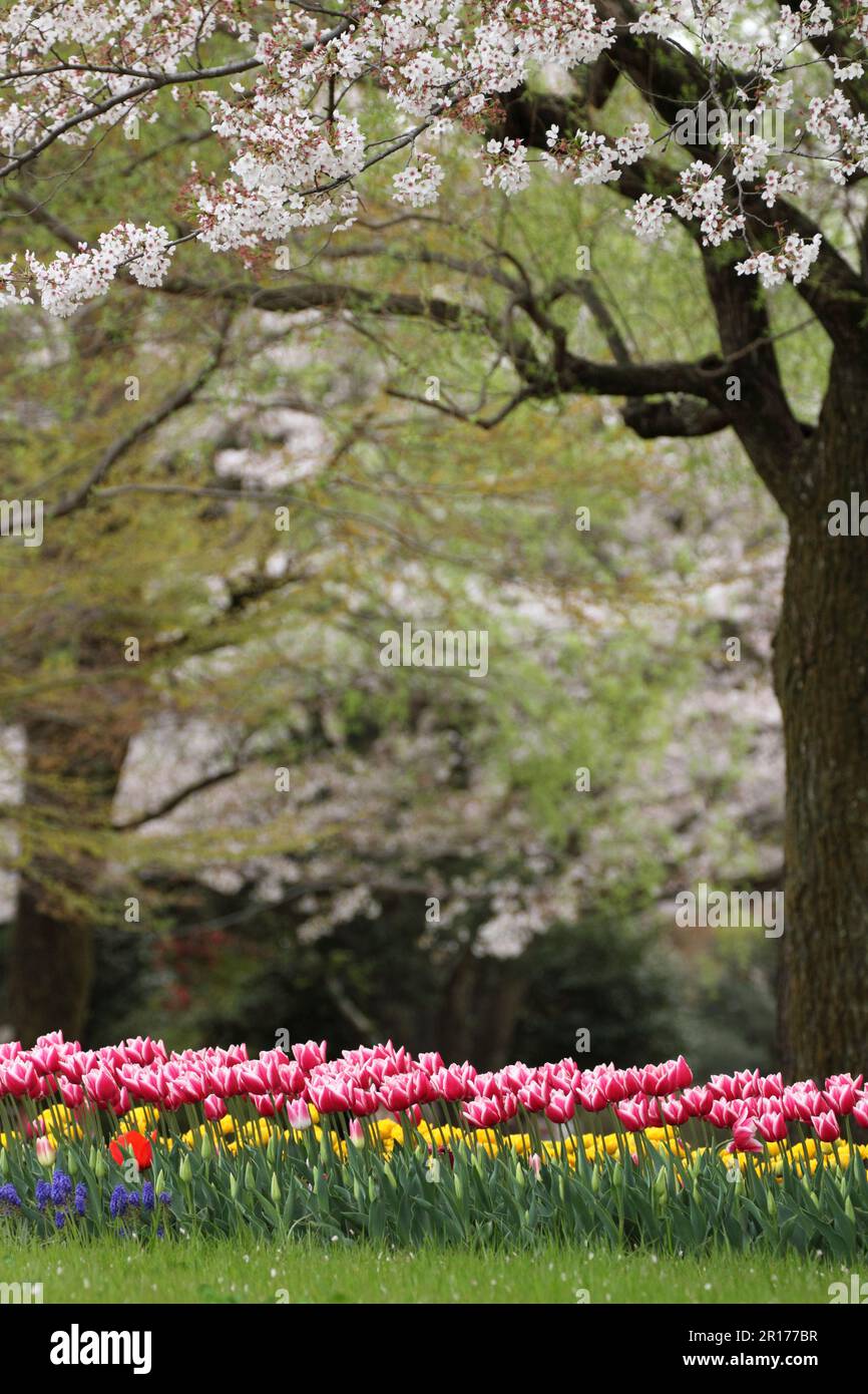 Tulip grove hi-res stock photography and images - Alamy